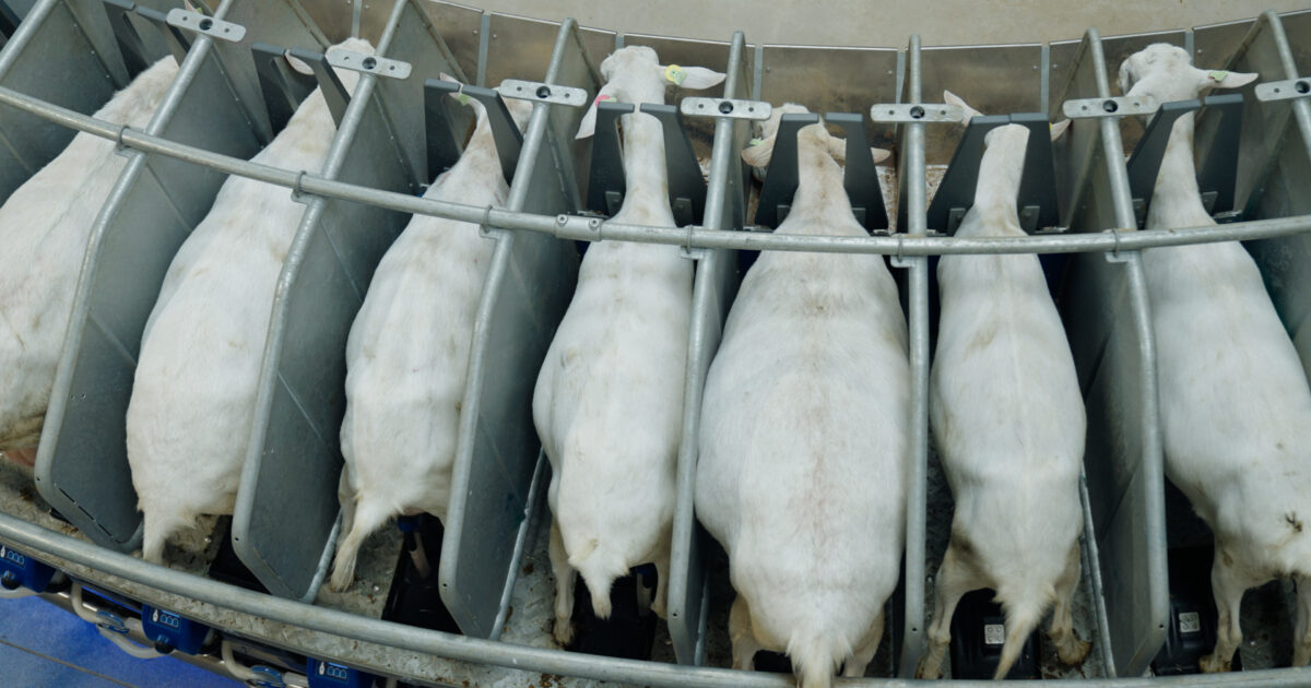 BouMatic | 2RO - External Goat rotary Milking Parlour