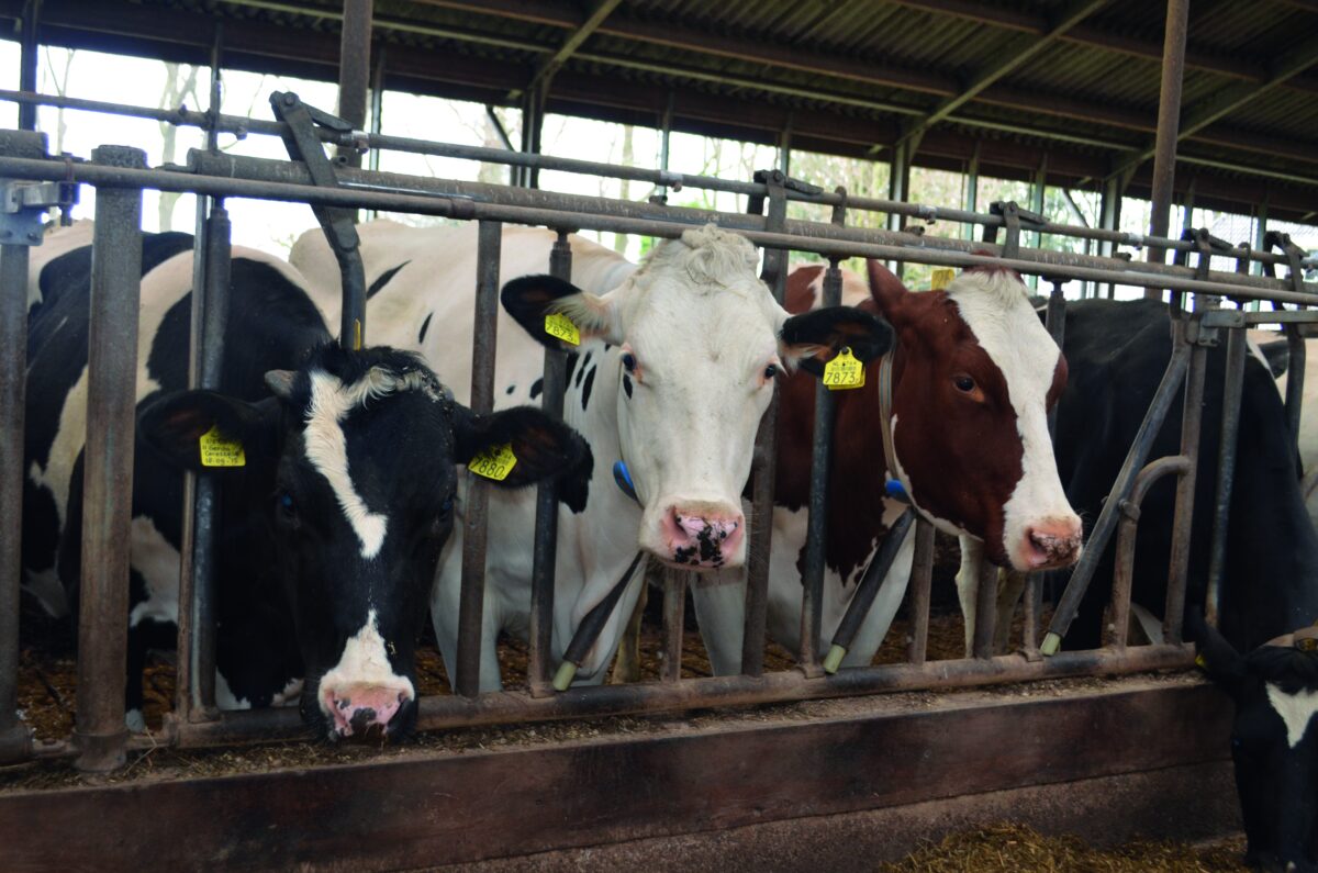 BouMatic | "BouMatic Makes for a Calm and Productive Barn. Still Very…