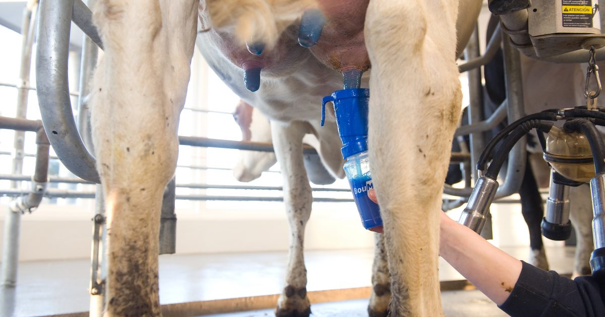 BouMatic | BlueMAX D Control