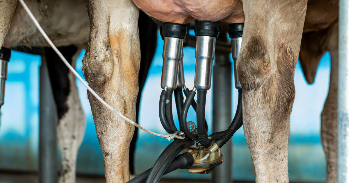 BouMatic | Milking gently, quickly and completely.