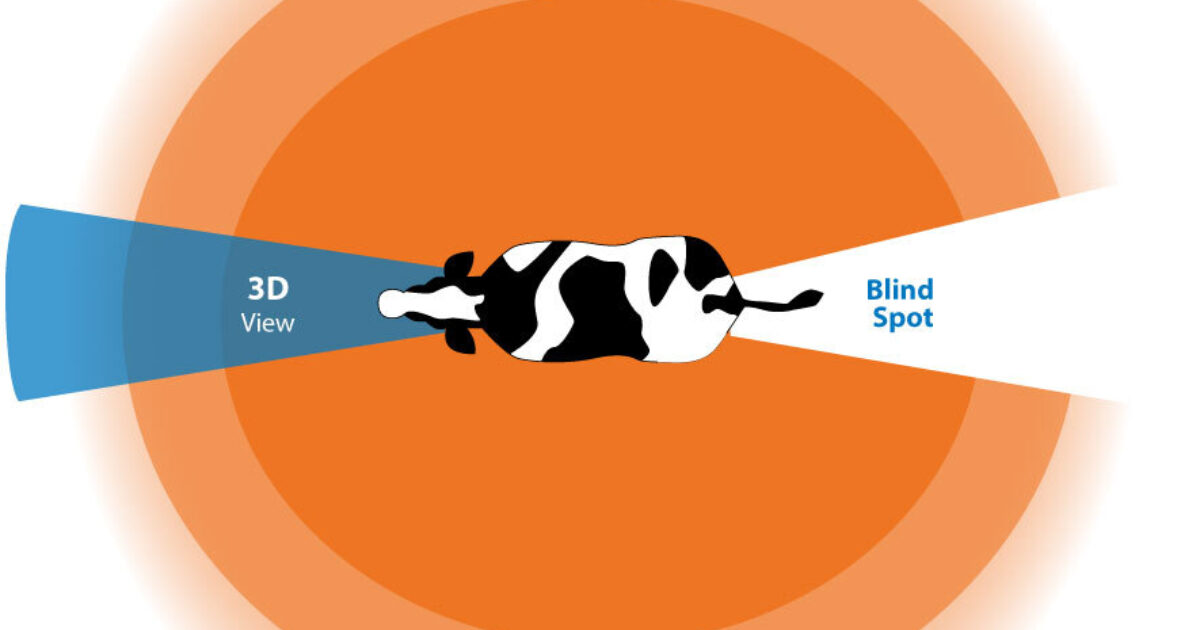 BouMatic | Look through the eyes of a cow