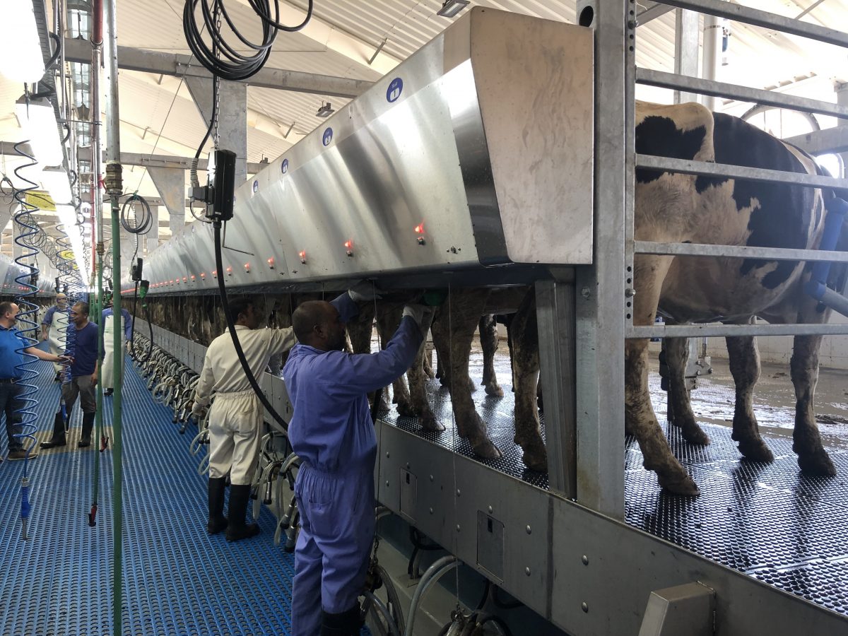 BouMatic presents 3 milking systems running at the… | BouMatic
