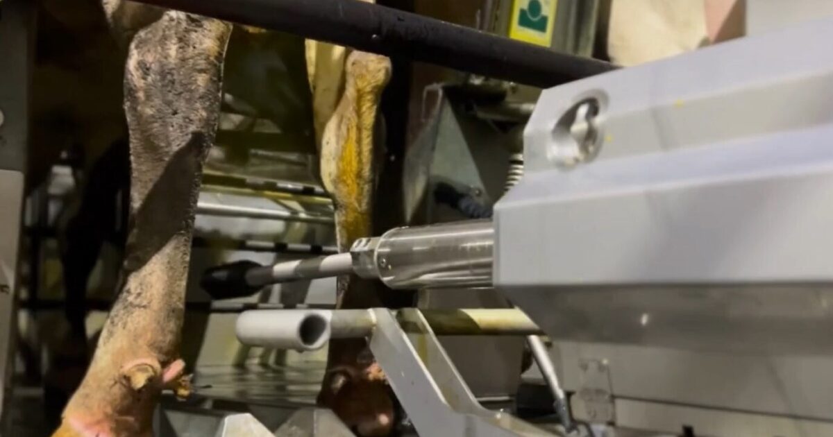 BouMatic | Teatwand Heavy Duty